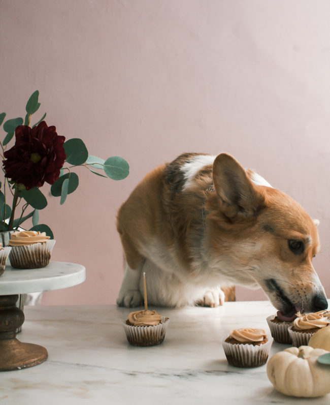18 ‘Pupcake’ Recipes For The Super Spoiled Doggos In Your Life – ViralNova