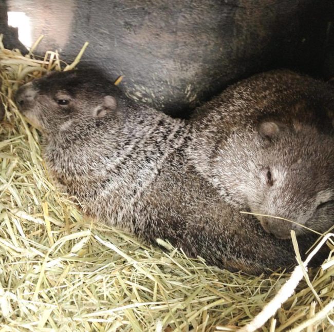 This Famous Groundhog Has An ‘Inner Circle’ Of Followers And They’re ...