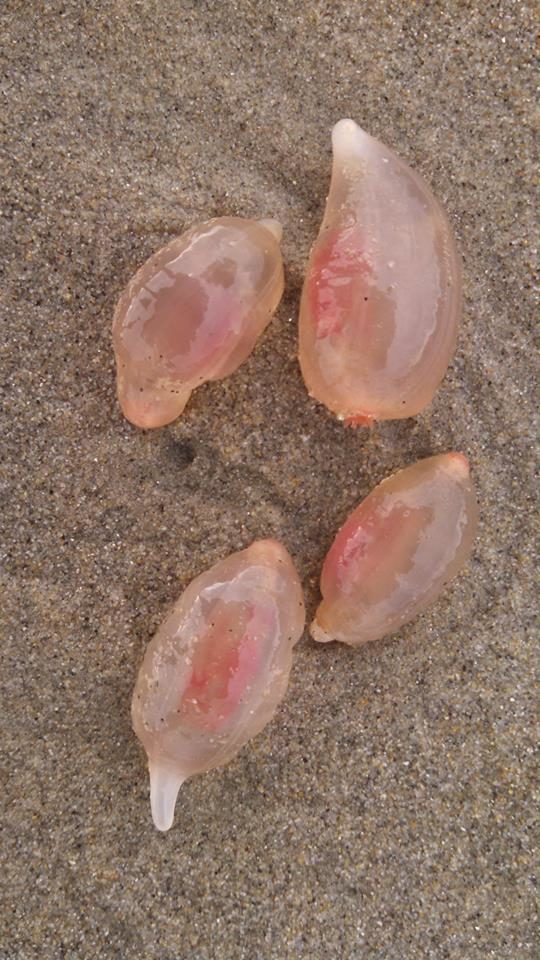 Gross Creatures Are Washing Up On California’s Coast And People Think ...
