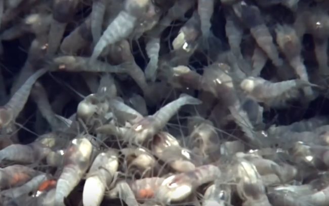 This Animation Explaining Ocean Depth Will Make You Feel So Anxious ...