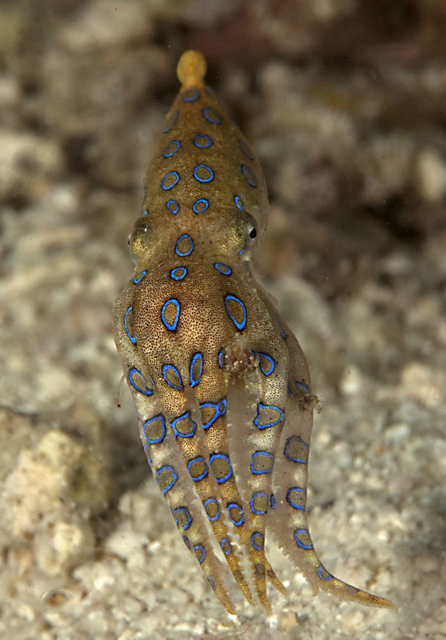 27 Sea Creatures That Are So Cute, You’ll Second Guess Your Next Plate ...