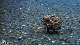 27 Sea Creatures That Are So Cute, You’ll Second Guess Your Next Plate ...