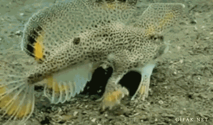 27 Sea Creatures That Are So Cute, You’ll Second Guess Your Next Plate ...