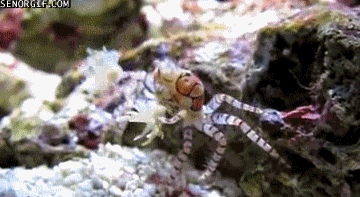 27 Sea Creatures That Are So Cute, You’ll Second Guess Your Next Plate ...