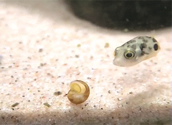 27 Sea Creatures That Are So Cute, You’ll Second Guess Your Next Plate ...