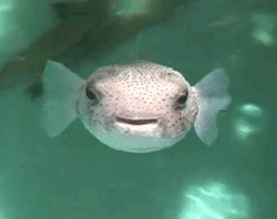27 Sea Creatures That Are So Cute, You’ll Second Guess Your Next Plate ...