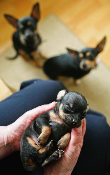 Meet 35 Of The Teeny Tiniest And Cutest Dogs You’ve Ever Seen – ViralNova