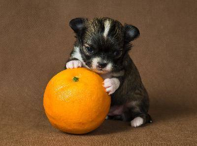 Meet 35 Of The Teeny Tiniest And Cutest Dogs You’ve Ever Seen – ViralNova