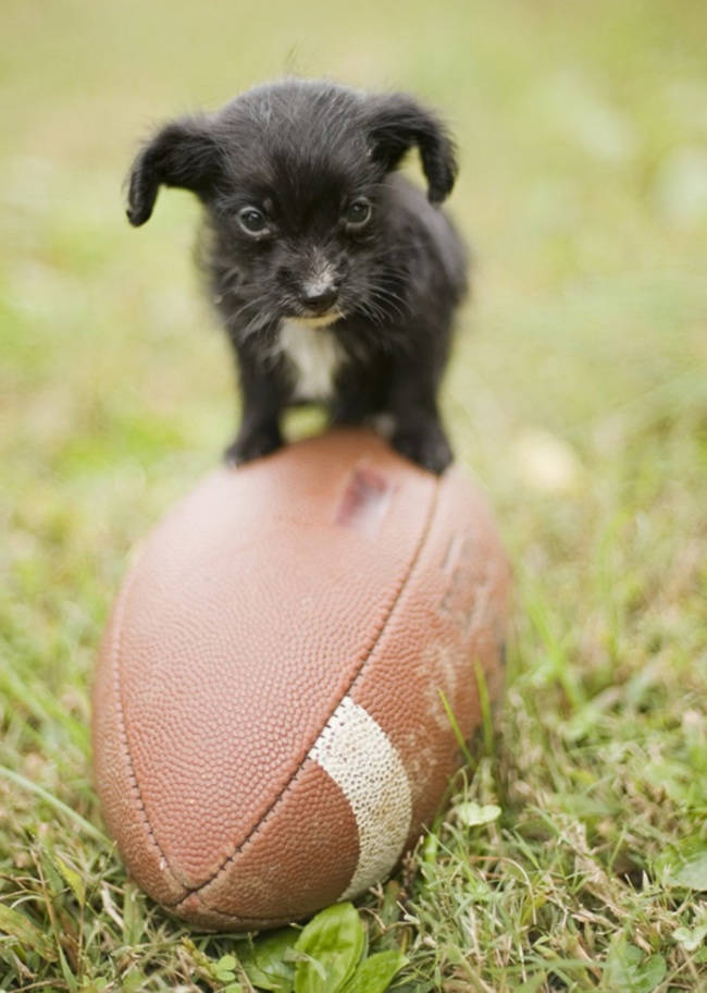 Meet 35 Of The Teeny Tiniest And Cutest Dogs You’ve Ever Seen – ViralNova