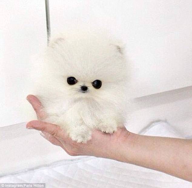 Meet 35 Of The Teeny Tiniest And Cutest Dogs You’ve Ever Seen – ViralNova