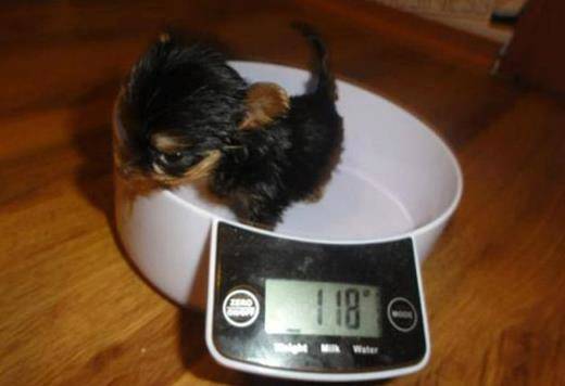 Meet 35 Of The Teeny Tiniest And Cutest Dogs You’ve Ever Seen – ViralNova