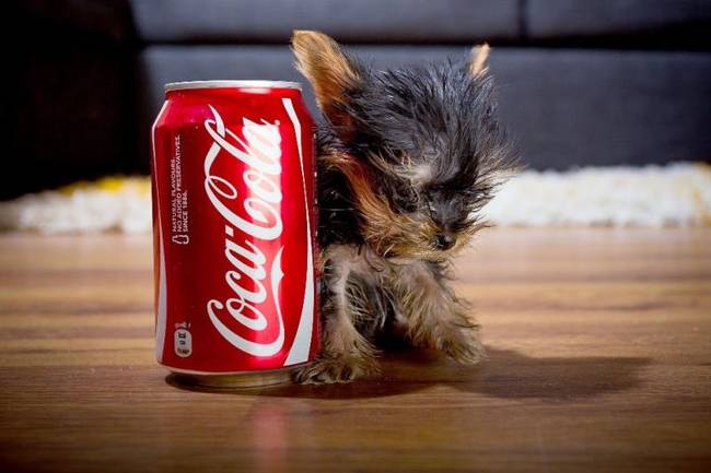 Meet 35 Of The Teeny Tiniest And Cutest Dogs You’ve Ever Seen – ViralNova