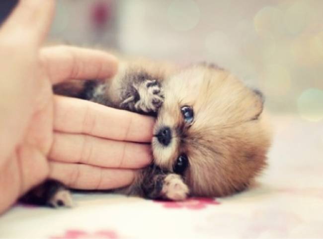 Meet 35 Of The Teeny Tiniest And Cutest Dogs You’ve Ever Seen – ViralNova