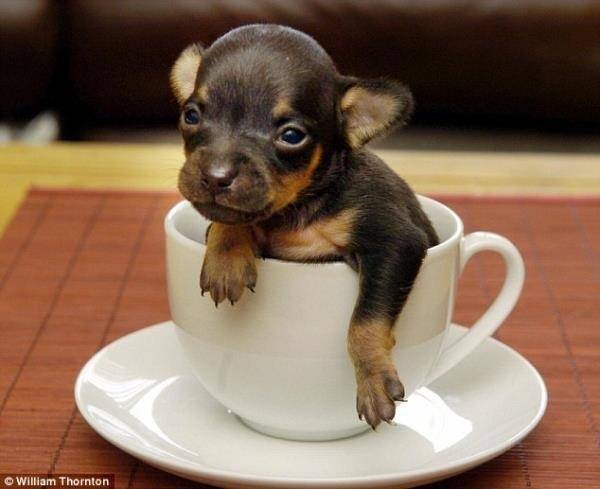 Meet 35 Of The Teeny Tiniest And Cutest Dogs You’ve Ever Seen – ViralNova