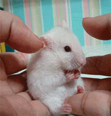 These 20 Hilarious Animal GIFs Will Make You LOL All Day Long – ViralNova