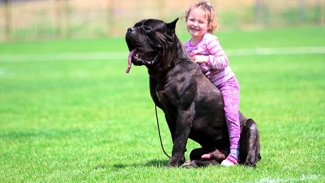 These 28 Adorably Ginormous Dog Breeds Are Bigger Than You Ever ...