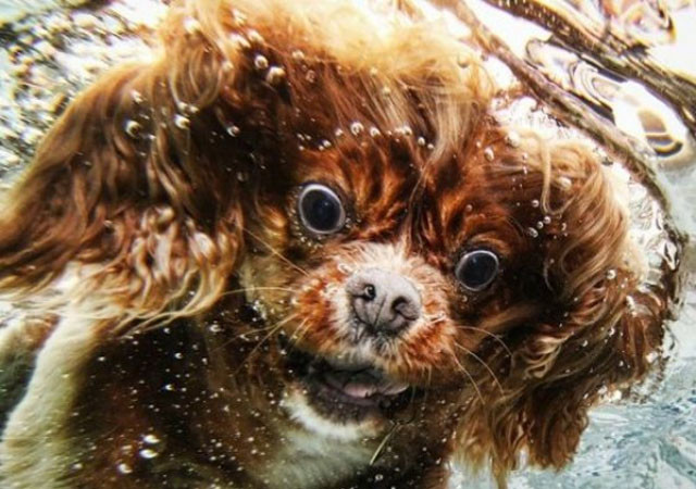 22 Hilarious Dog Faces That’ll Have You Laughing ‘Til You Can’t Breathe ...