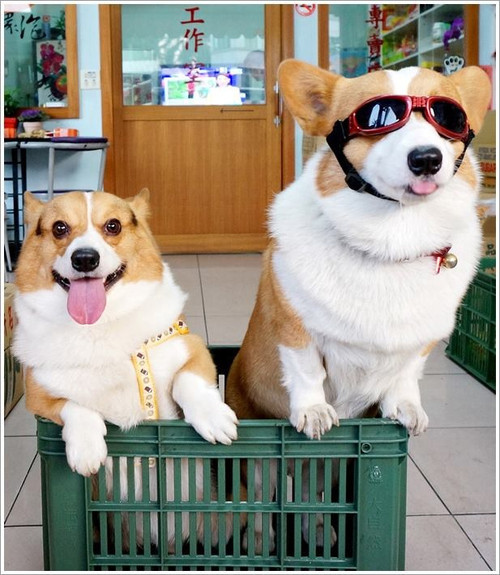 You Won’t Stop Smiling After Seeing These 29 Ridiculously Happy Corgis ...