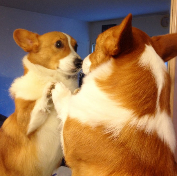 You Won’t Stop Smiling After Seeing These 29 Ridiculously Happy Corgis ...