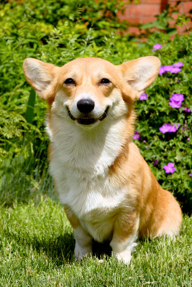 You Won’t Stop Smiling After Seeing These 29 Ridiculously Happy Corgis ...