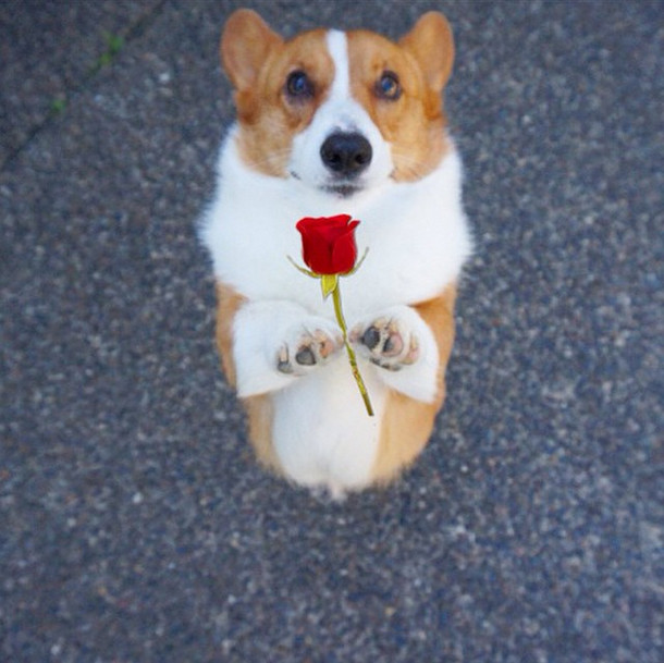 You Won’t Stop Smiling After Seeing These 29 Ridiculously Happy Corgis ...
