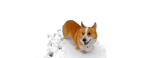 You Won’t Stop Smiling After Seeing These 29 Ridiculously Happy Corgis ...