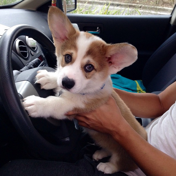 You Won’t Stop Smiling After Seeing These 29 Ridiculously Happy Corgis ...