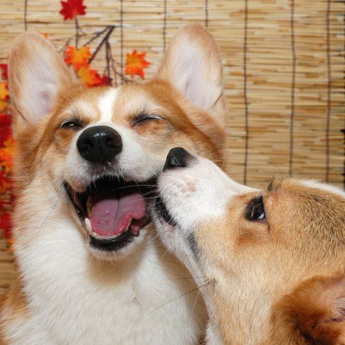 You Won’t Stop Smiling After Seeing These 29 Ridiculously Happy Corgis ...
