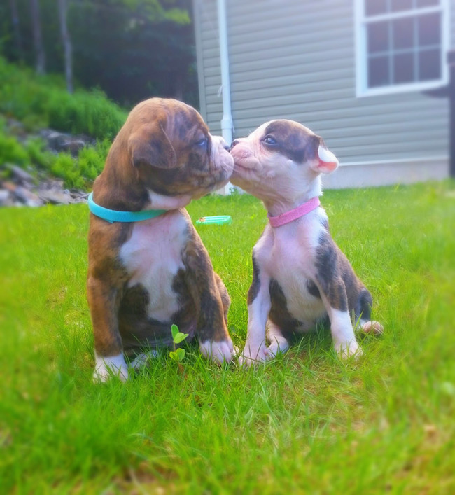 Celebrate National Pet Day With 41 Of The Sweetest & Most Adorable ...