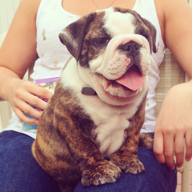 Celebrate National Pet Day With 41 Of The Sweetest & Most Adorable ...