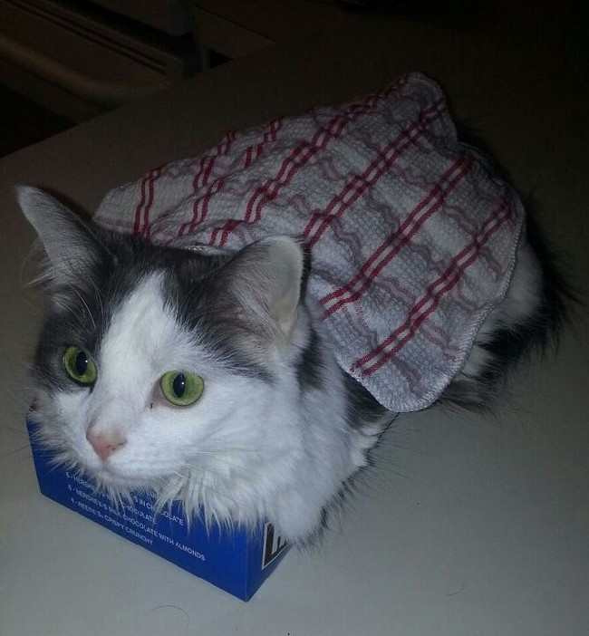 28 Silly Cats Who Have Gone Full Loaf Mode. Supreme Comfort: Engaged ...