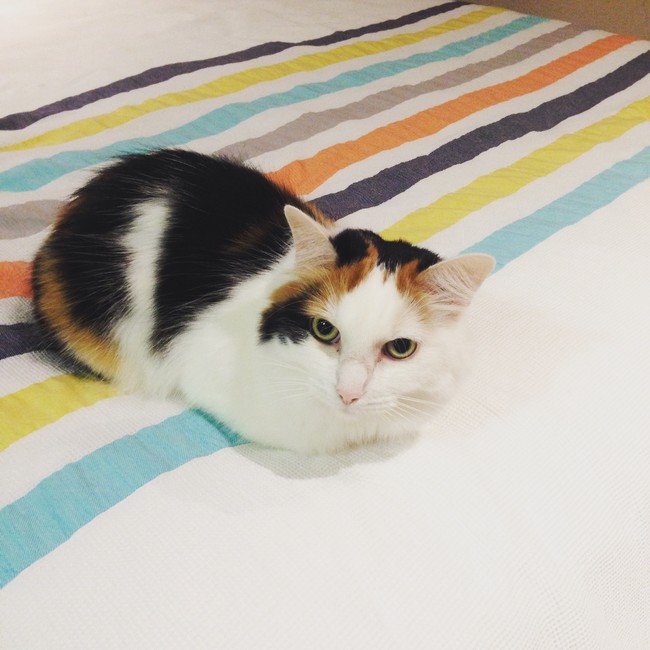 28 Silly Cats Who Have Gone Full Loaf Mode. Supreme Comfort: Engaged ...