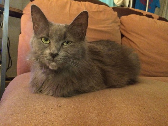 28 Silly Cats Who Have Gone Full Loaf Mode. Supreme Comfort: Engaged ...