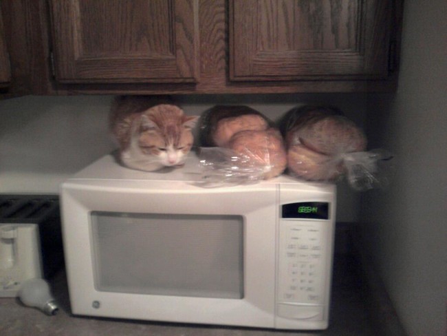 28 Silly Cats Who Have Gone Full Loaf Mode. Supreme Comfort: Engaged ...