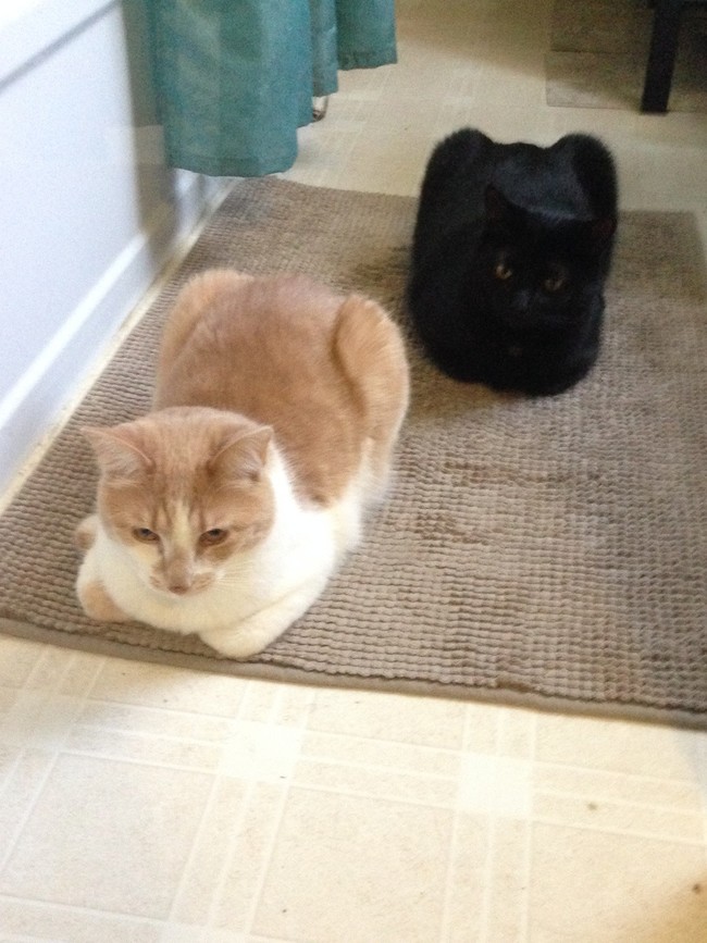 28 Silly Cats Who Have Gone Full Loaf Mode. Supreme Comfort: Engaged ...