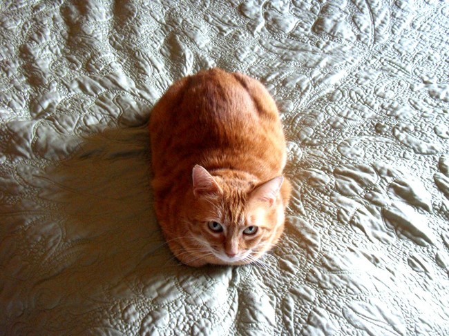28 Silly Cats Who Have Gone Full Loaf Mode. Supreme Comfort: Engaged ...