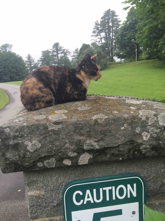 28 Silly Cats Who Have Gone Full Loaf Mode. Supreme Comfort: Engaged ...