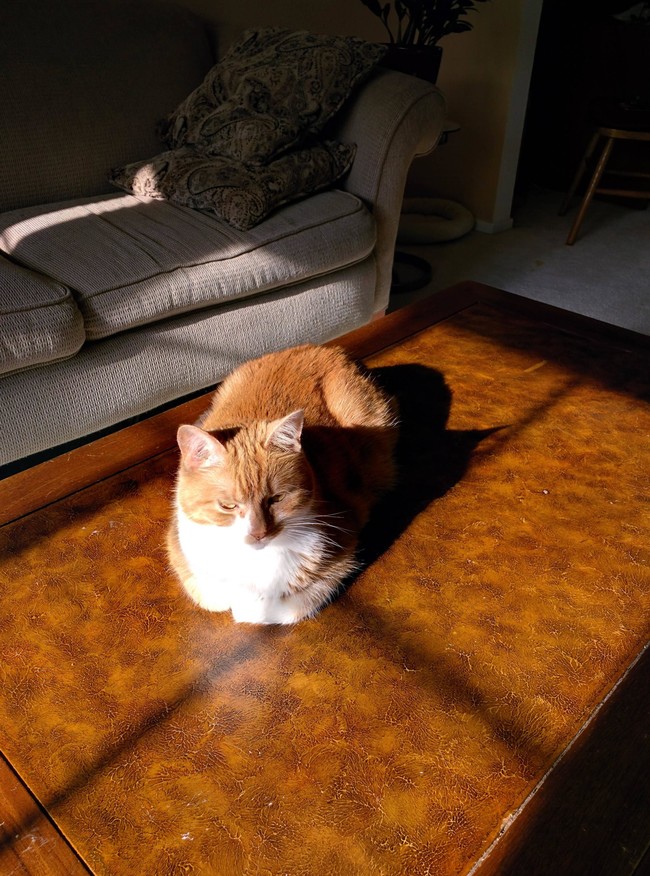 28 Silly Cats Who Have Gone Full Loaf Mode. Supreme Comfort: Engaged ...