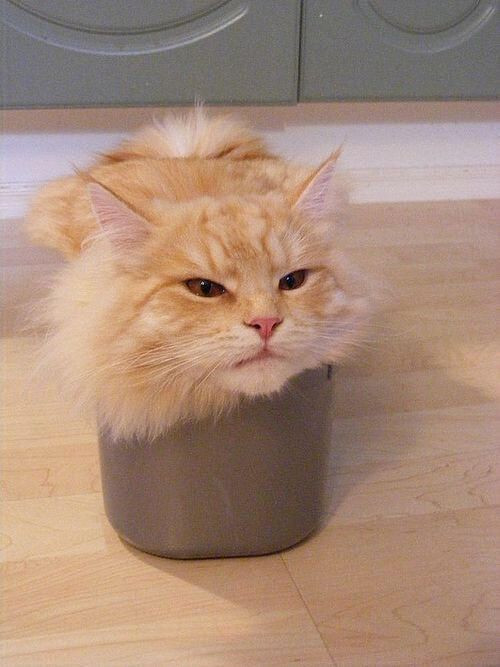 28 Silly Cats Who Have Gone Full Loaf Mode. Supreme Comfort: Engaged ...