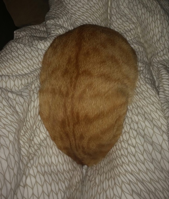 28 Silly Cats Who Have Gone Full Loaf Mode. Supreme Comfort: Engaged ...