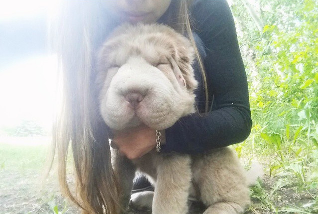 The Fluffy-Coat Shar-Pei Is A Thing, And It’s The Most Adorable Bear ...