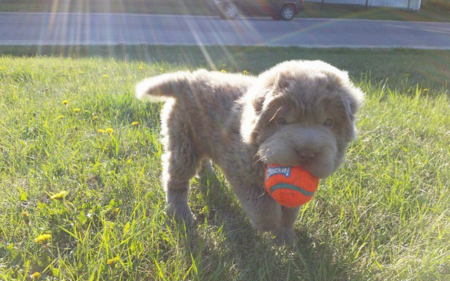 The Fluffy-Coat Shar-Pei Is A Thing, And It’s The Most Adorable Bear ...