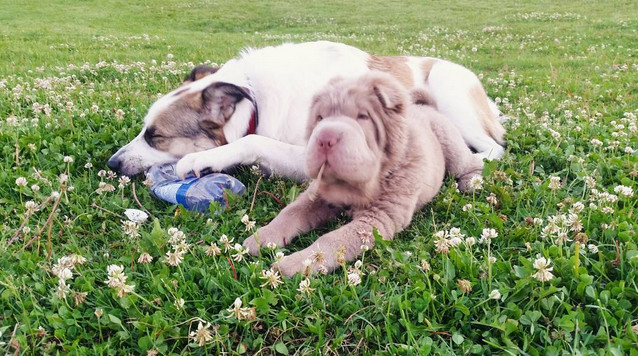 The Fluffy-Coat Shar-Pei Is A Thing, And It’s The Most Adorable Bear ...