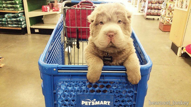 The Fluffy-Coat Shar-Pei Is A Thing, And It’s The Most Adorable Bear ...