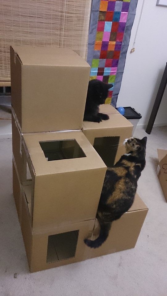 28 Cats Who Love Cardboard Boxes More Than Anything Else In Life ...