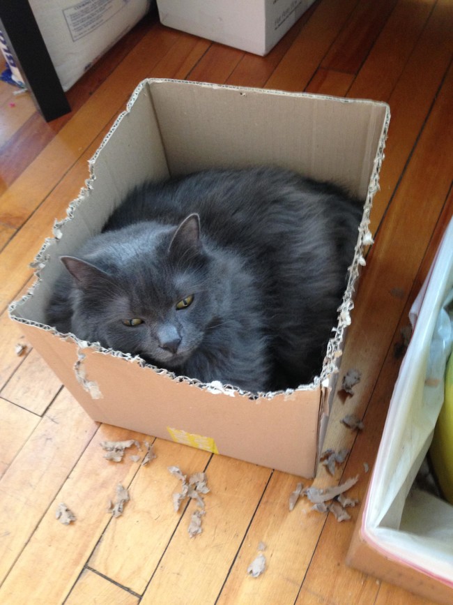 28 Cats Who Love Cardboard Boxes More Than Anything Else In Life ...
