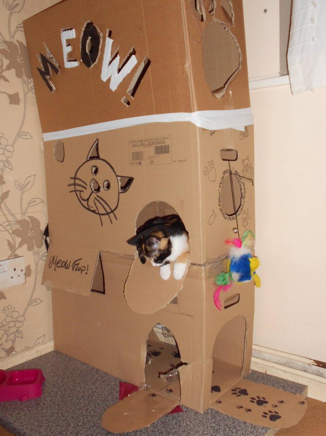 28 Cats Who Love Cardboard Boxes More Than Anything Else In Life ...