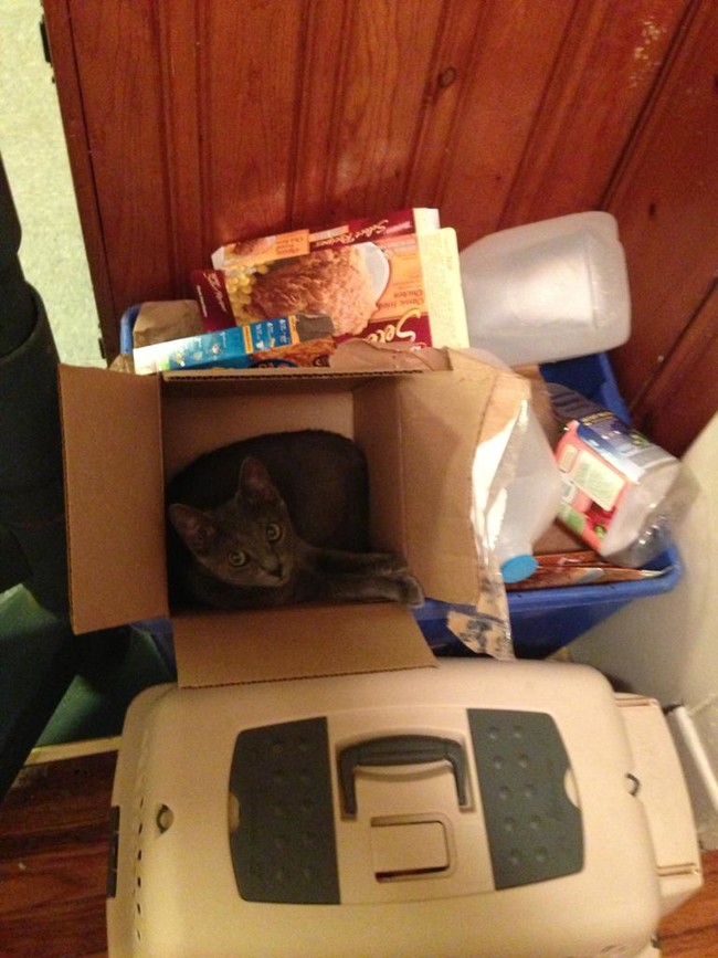 28 Cats Who Love Cardboard Boxes More Than Anything Else In Life ...