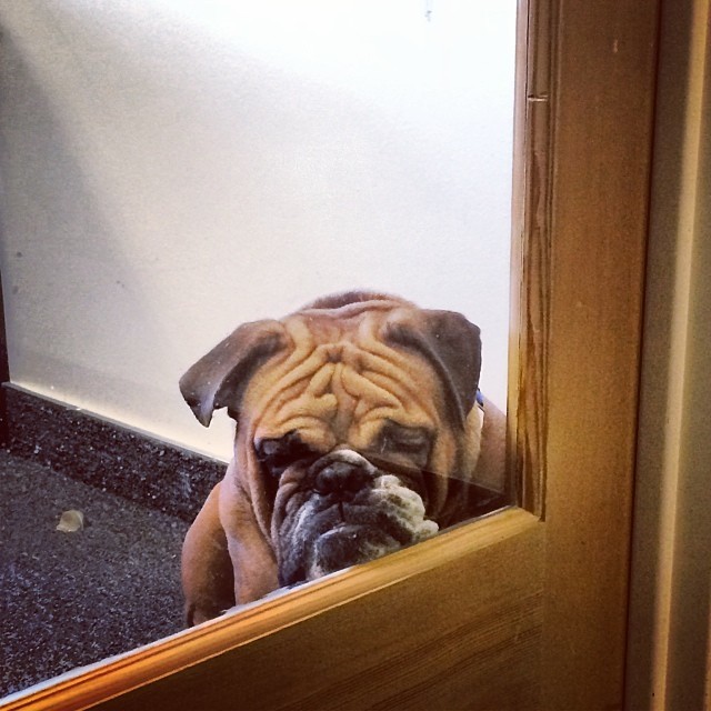 25 Animals Who Have Perfected The Hilarious Art Of Guilt Trips – ViralNova