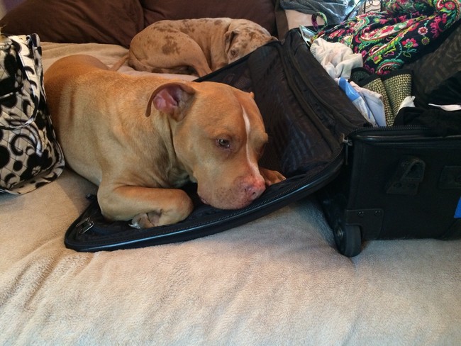 25 Animals Who Have Perfected The Hilarious Art Of Guilt Trips – ViralNova